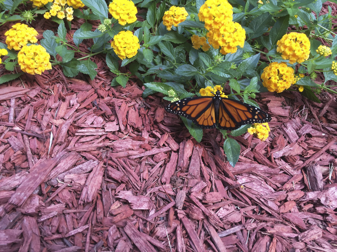 Edison Middle School students release monarch butterflies | News ...